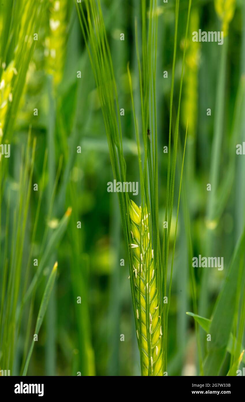 Very close-up Barley (Hordeum vulgare) ears showing makeup and ...