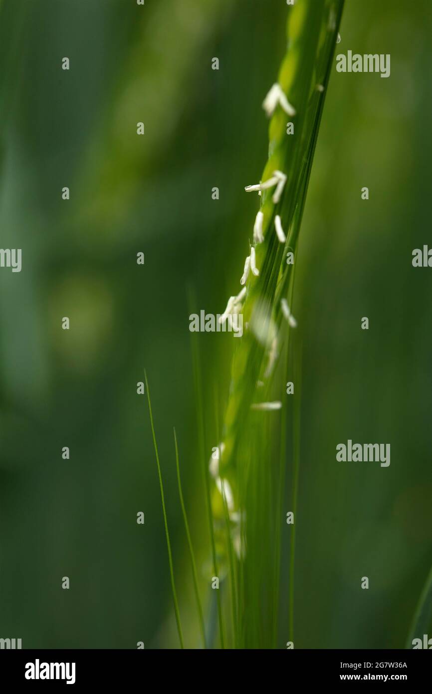 Very close-up Barley (Hordeum vulgare) ears showing makeup and ...
