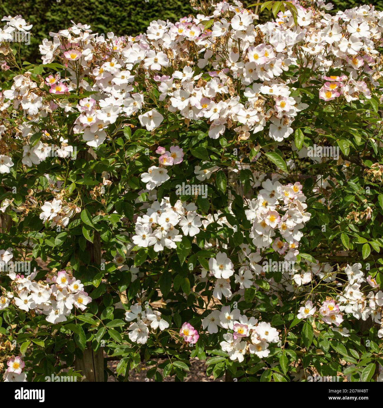 Rosa francis e lester hips hi-res stock photography and images - Alamy