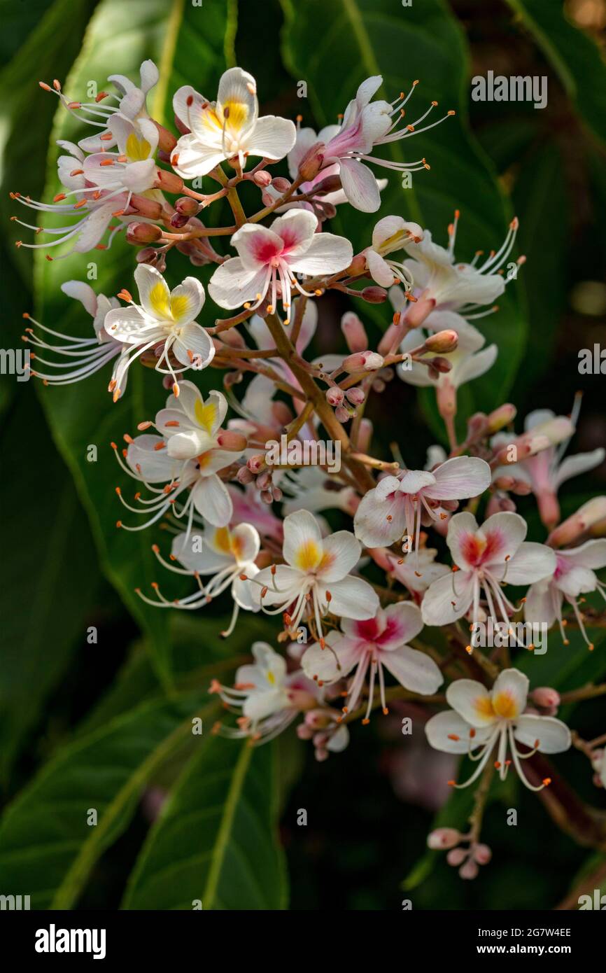 Unusual Aesculus indica, Indian horse chestnut tree in flower, natural ...