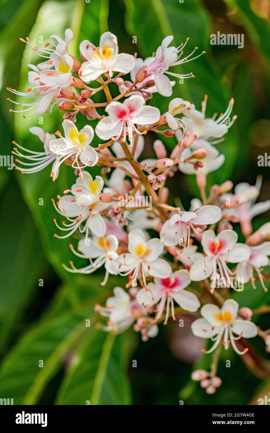 Unusual Aesculus indica, Indian horse chestnut tree in flower, natural ...