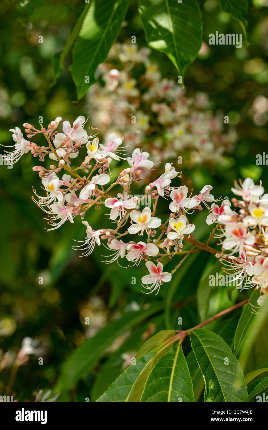 Unusual Aesculus indica, Indian horse chestnut tree in flower, natural ...