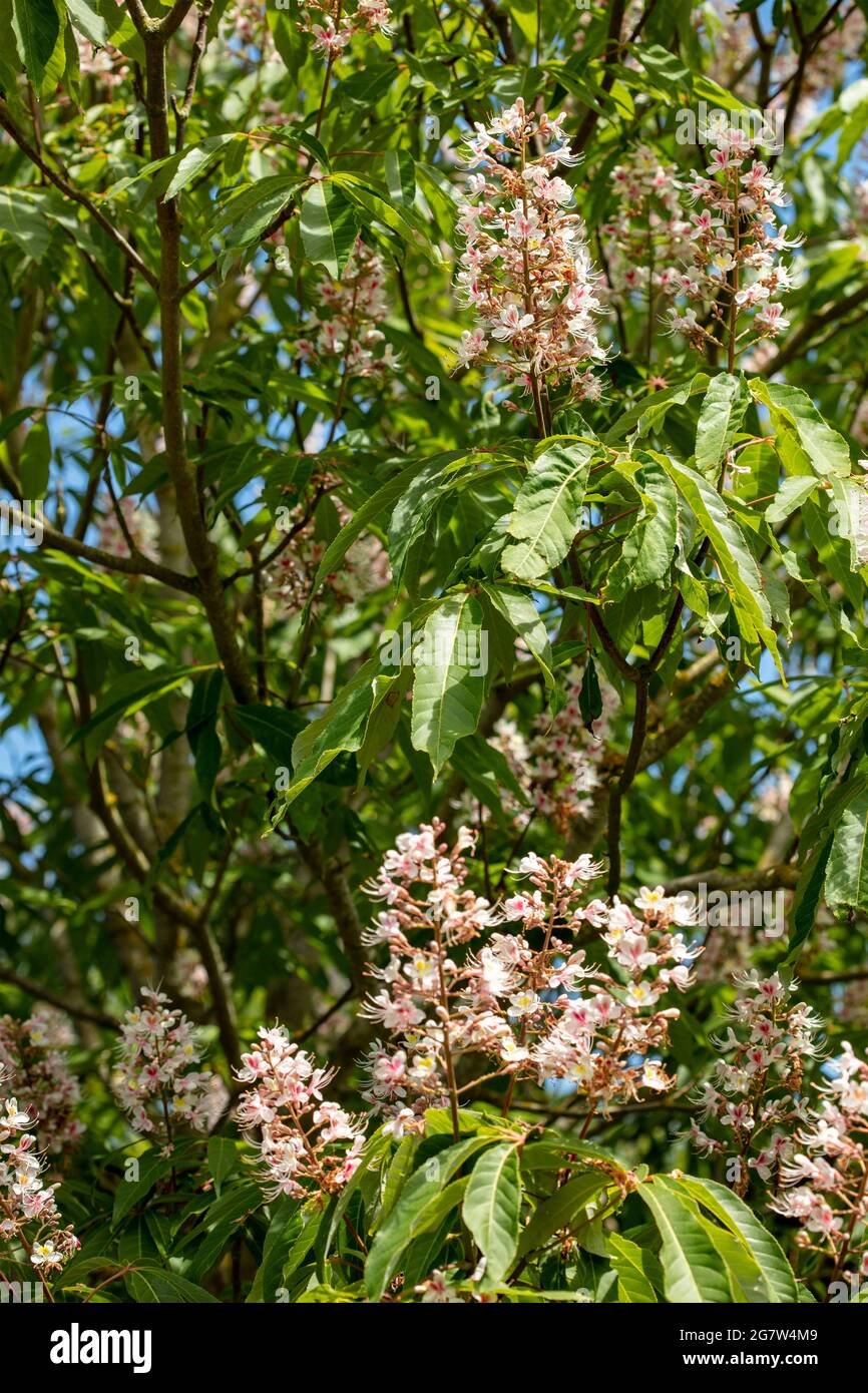 Unusual Aesculus indica, Indian horse chestnut tree in flower, natural ...
