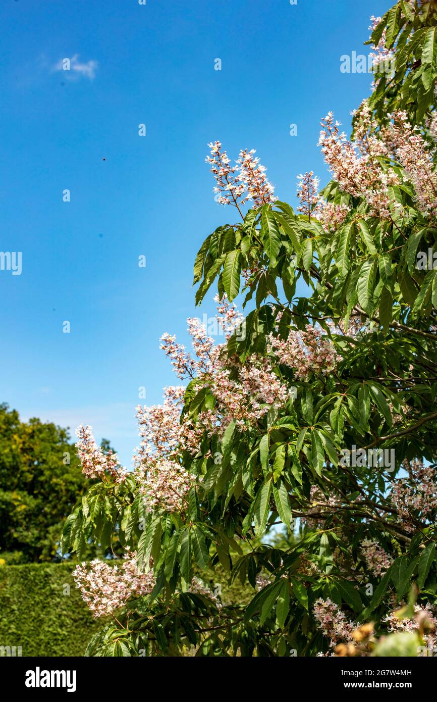 Unusual Aesculus indica, Indian horse chestnut tree in flower, natural ...