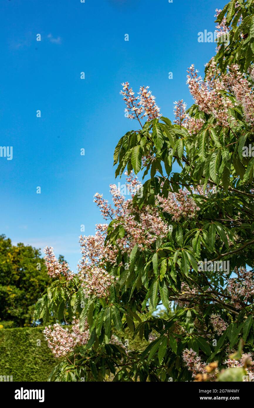 Unusual Aesculus indica, Indian horse chestnut tree in flower, natural ...