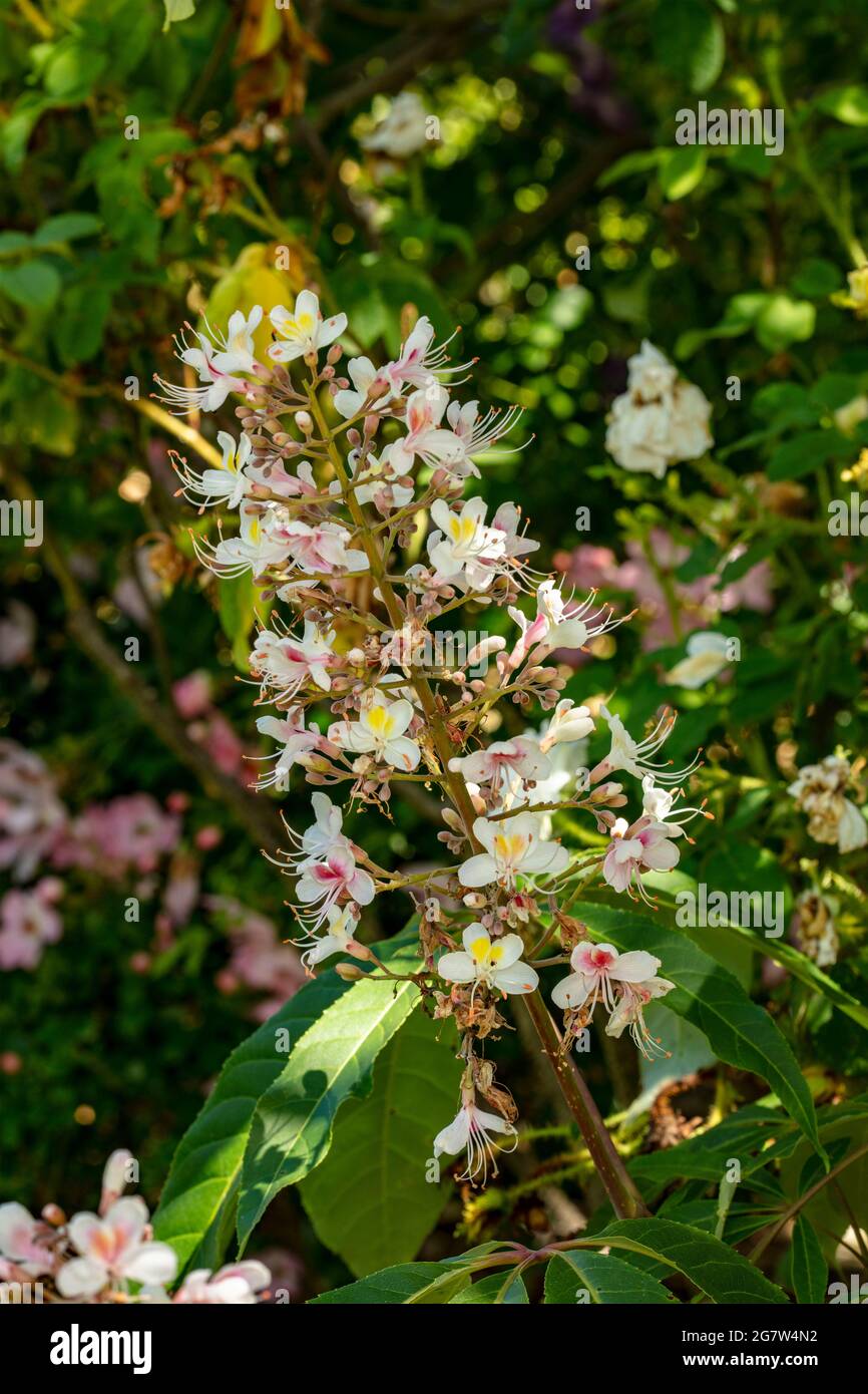 Unusual Aesculus indica, Indian horse chestnut tree in flower, natural ...
