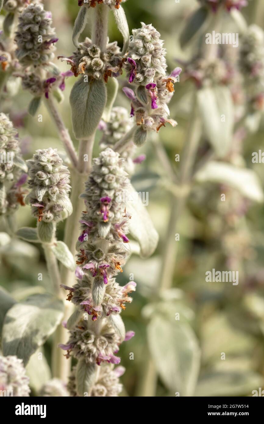 Industrious bees collecting pollen while the sun shines Stock Photo - Alamy