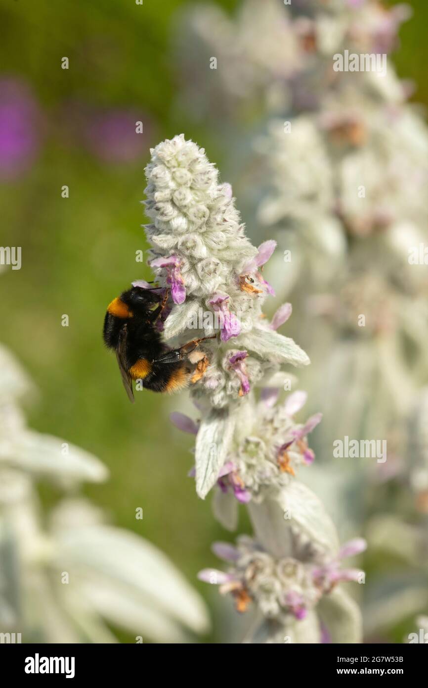 Industrious bees collecting pollen while the sun shines Stock Photo - Alamy