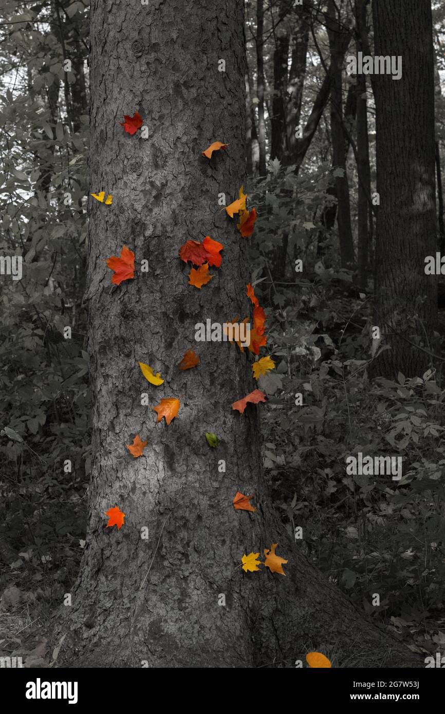 Red colour pop hi-res stock photography and images - Alamy