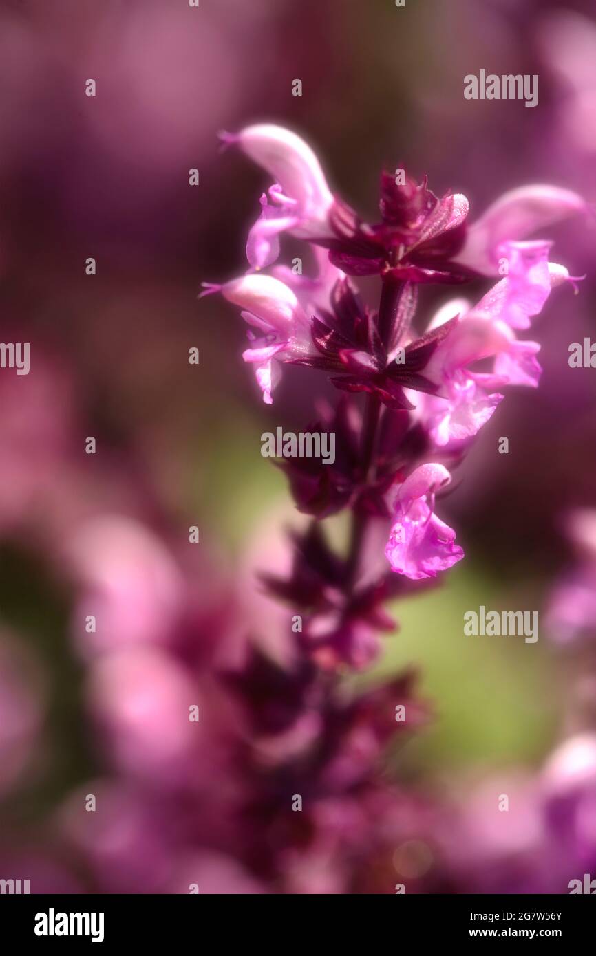 Glorious Salvia × sylvestris 'Rose Queen’, Wood Sage 'Rose Queen ...