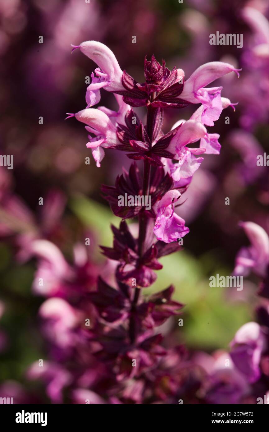 Glorious Salvia × sylvestris 'Rose Queen’, Wood Sage 'Rose Queen ...
