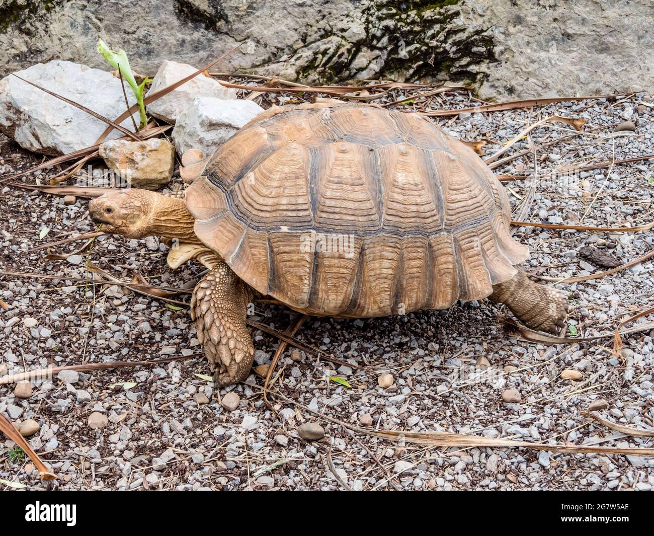 Tortoise walking on the land Stock Photo - Alamy