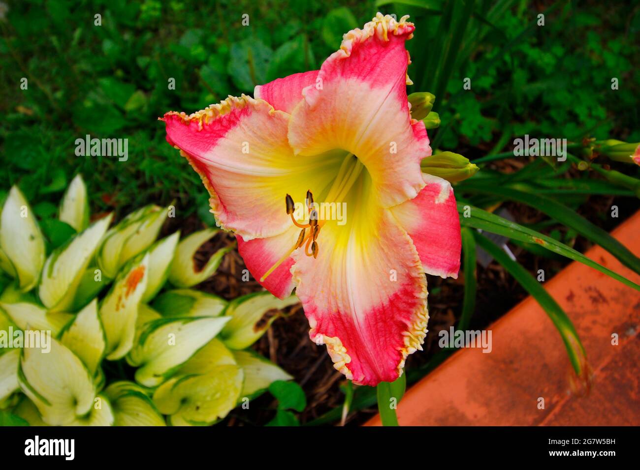 Sweet Isabela Variety of Daylily Flowers Stock Photo - Alamy