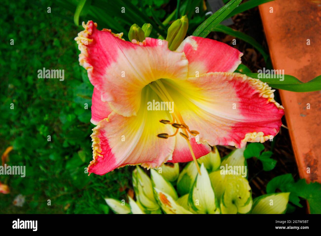 Sweet isabela hi-res stock photography and images - Alamy