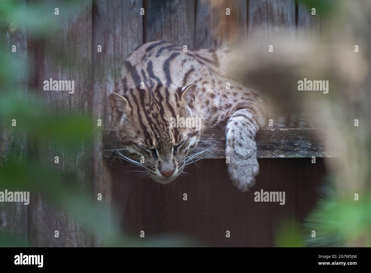 Paw hanging hi-res stock photography and images - Alamy