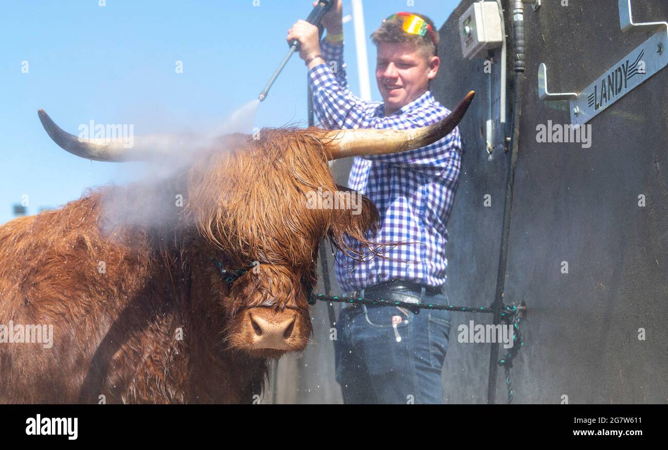 Durham horned cattle hi-res stock photography and images - Alamy