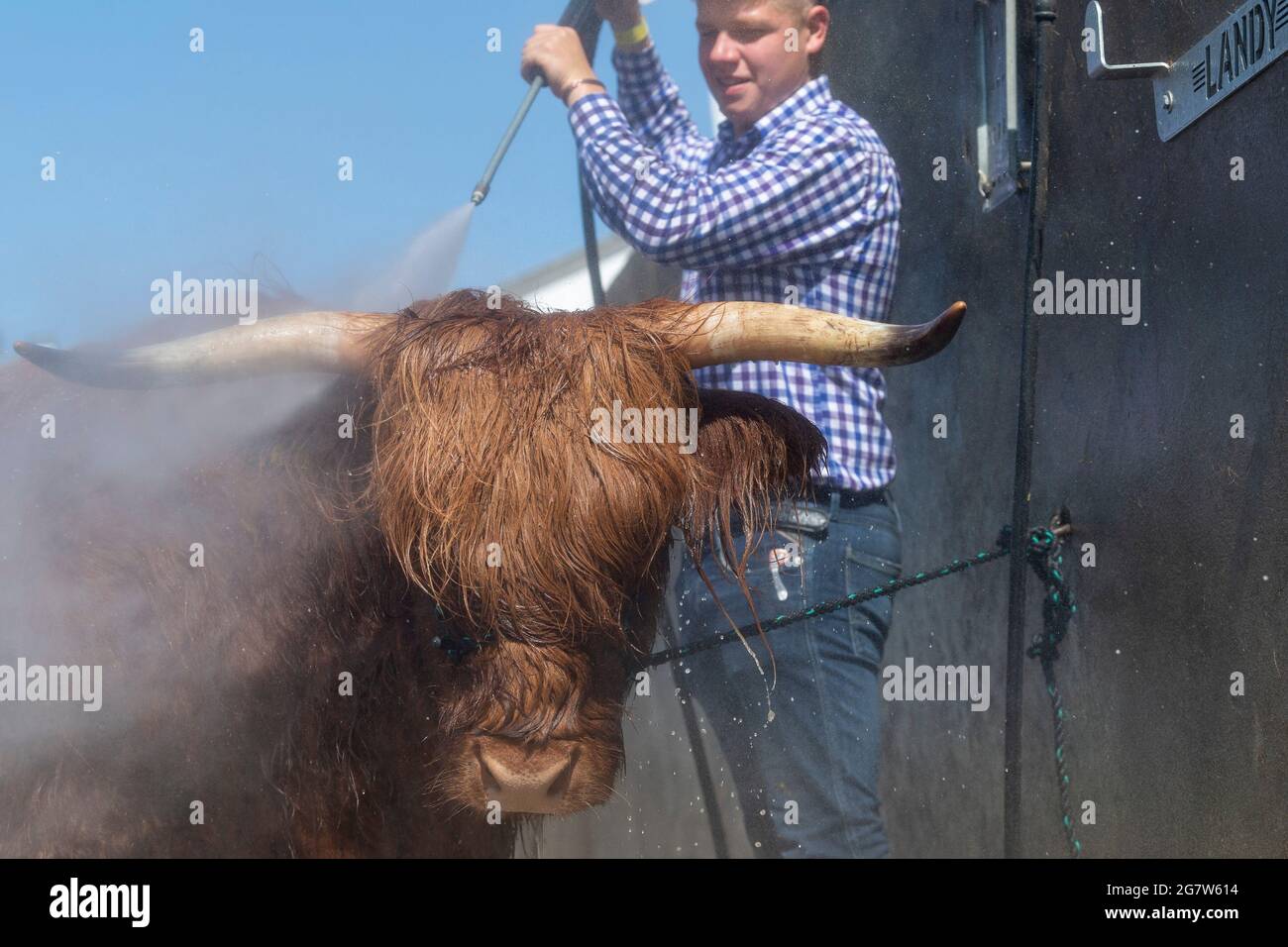 Durham horned cattle hi-res stock photography and images - Alamy