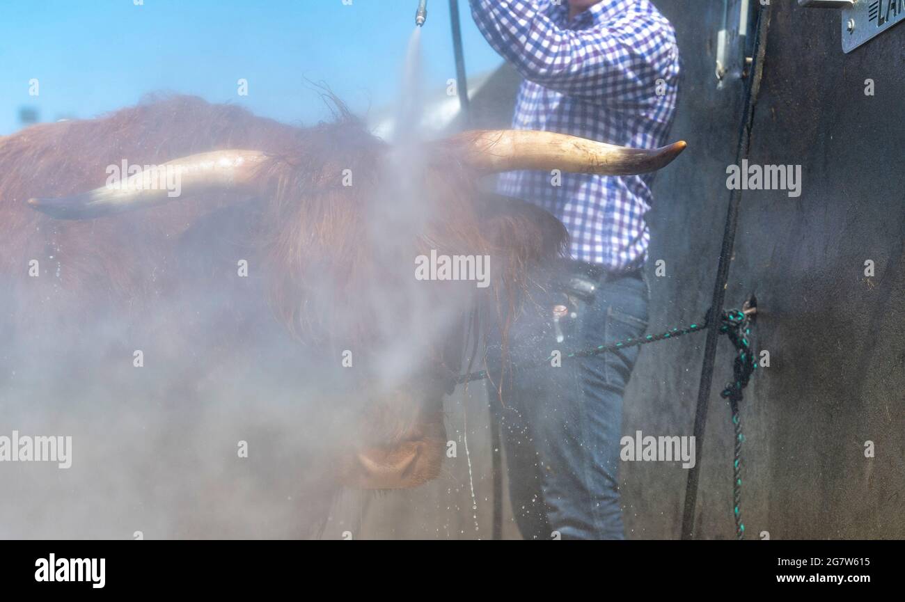Durham horned cattle hi-res stock photography and images - Alamy