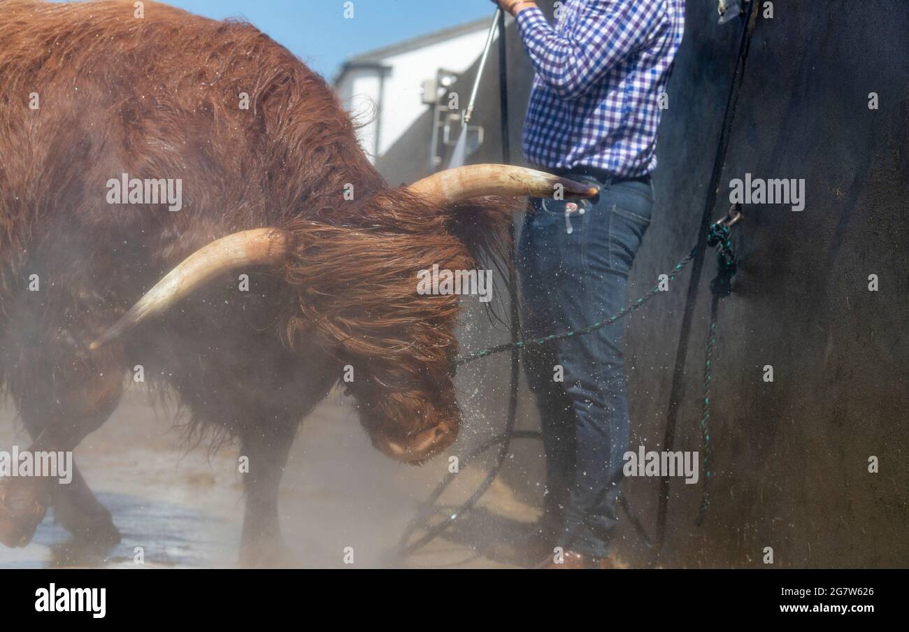 Durham horned cattle hi-res stock photography and images - Alamy