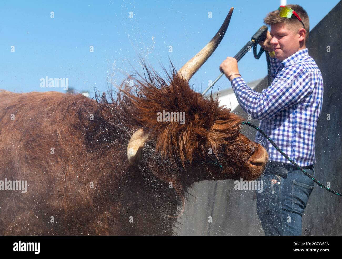 Durham horned cattle hi-res stock photography and images - Alamy
