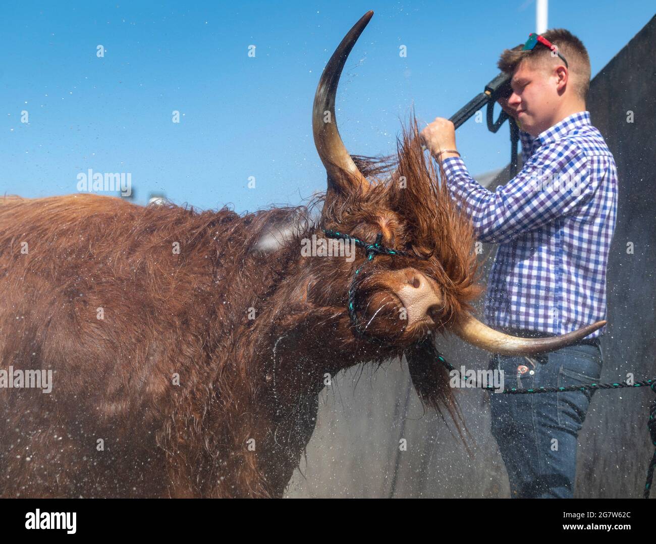 Durham horned cattle hi-res stock photography and images - Alamy