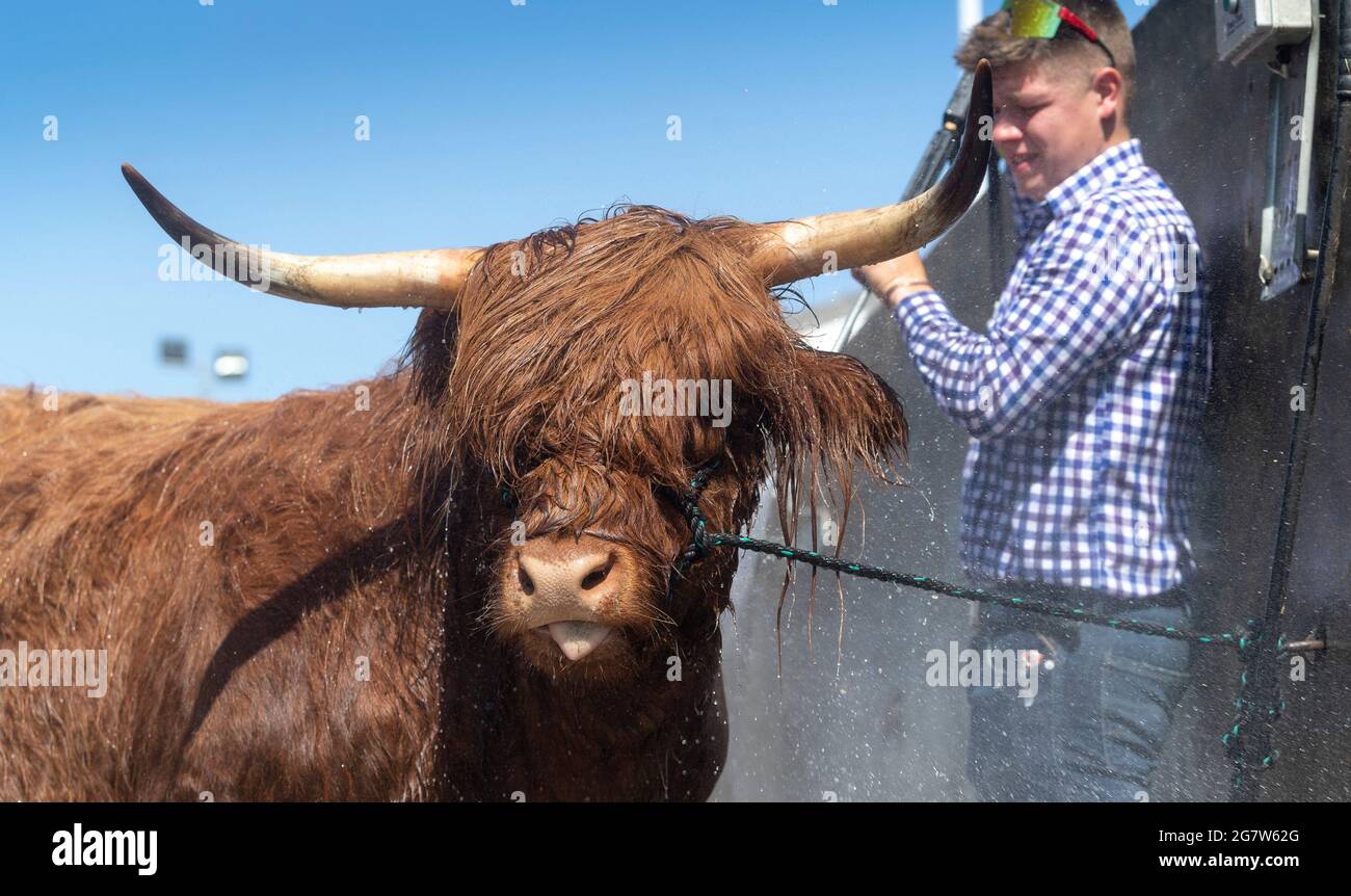Durham horned cattle hi-res stock photography and images - Alamy