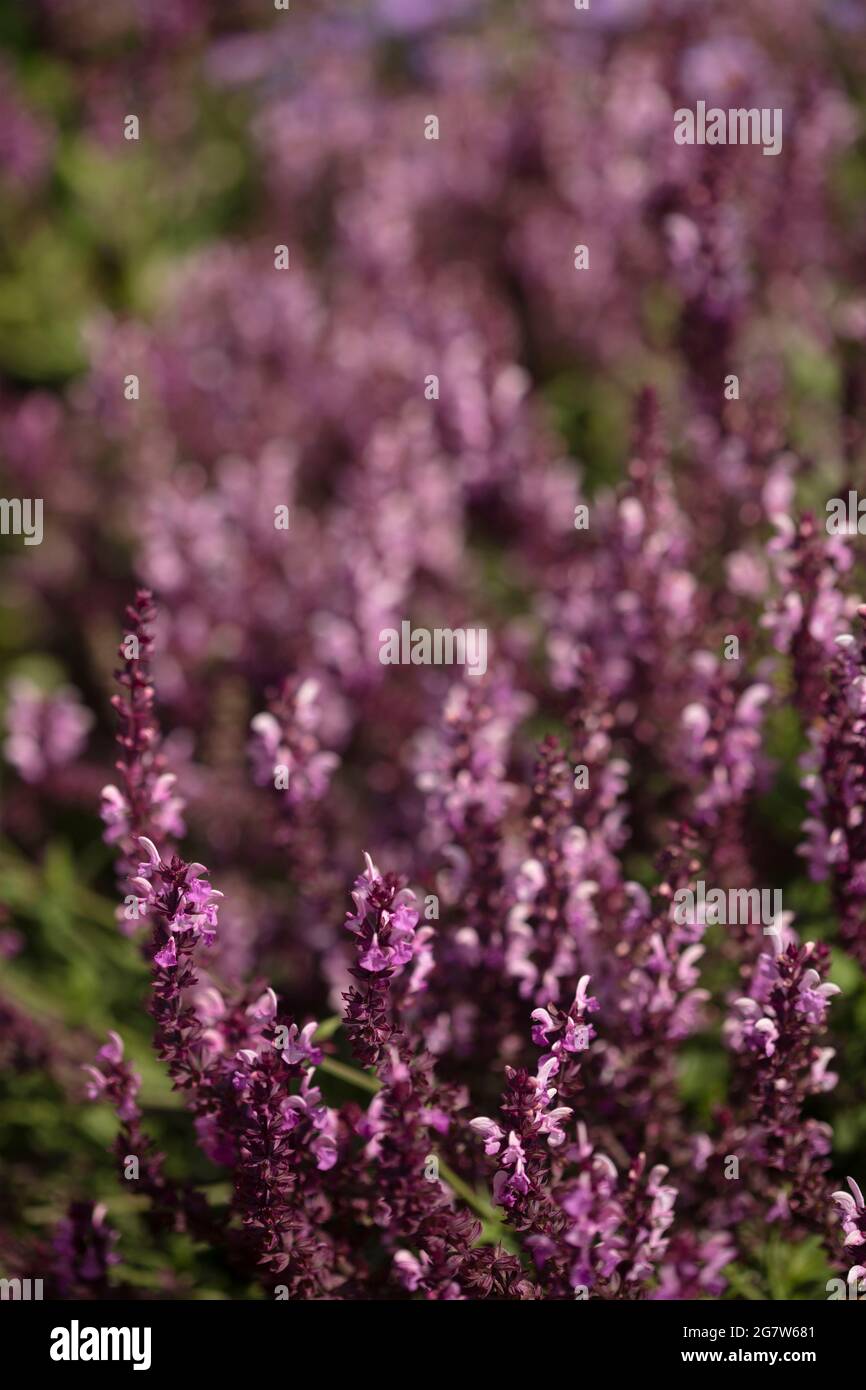 Glorious Salvia × sylvestris 'Rose Queen’, Wood Sage 'Rose Queen ...