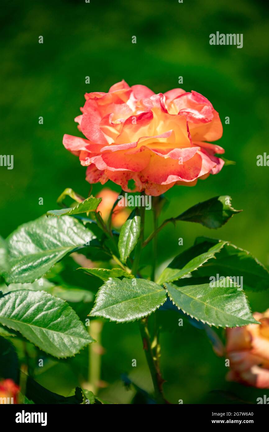 Rosa our jane horengland hi-res stock photography and images - Alamy