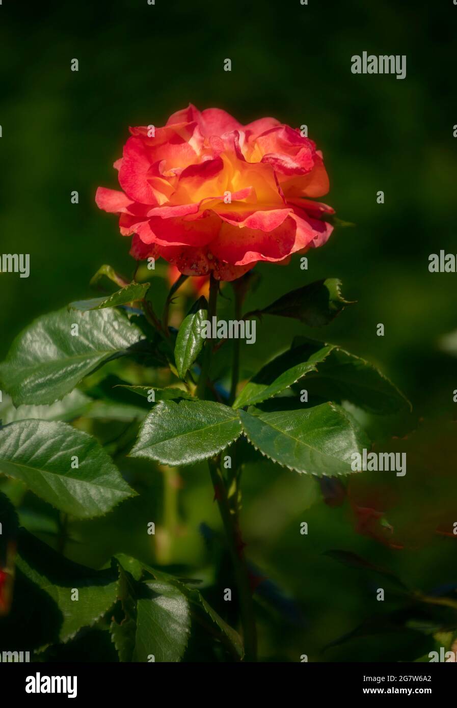 Rosa our jane horengland hi-res stock photography and images - Alamy