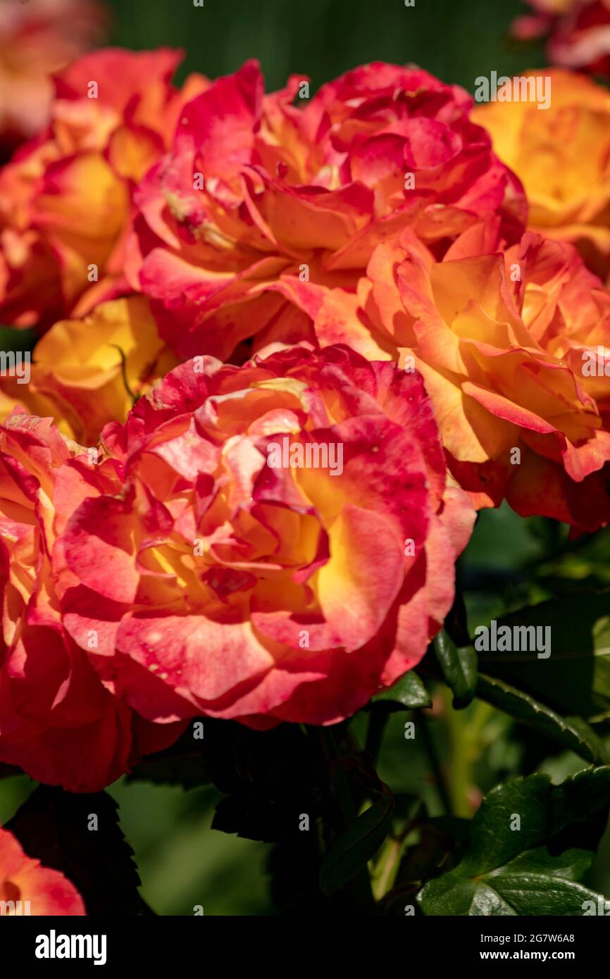 Rosa our jane horengland hi-res stock photography and images - Alamy