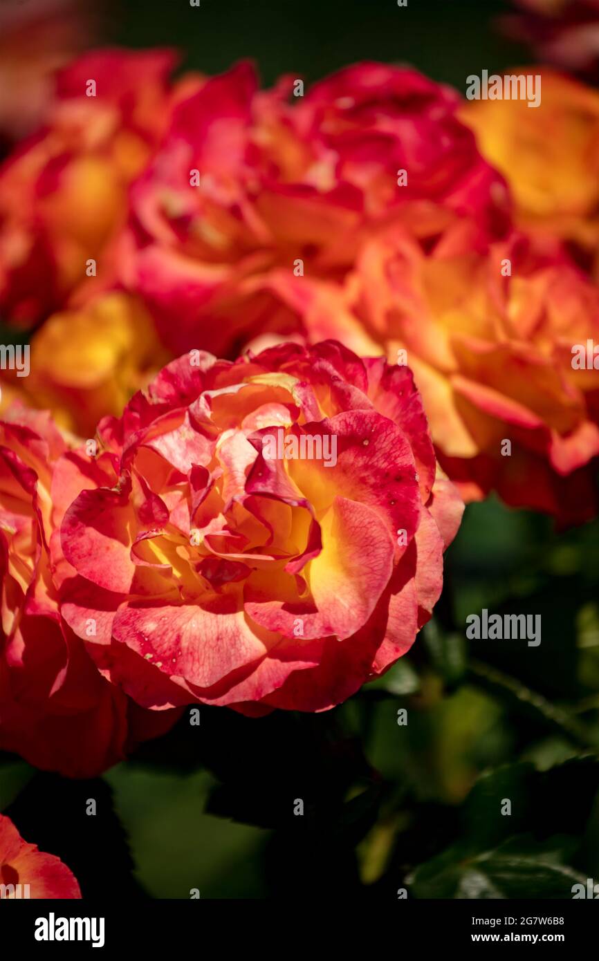 Rosa our jane horengland hi-res stock photography and images - Alamy