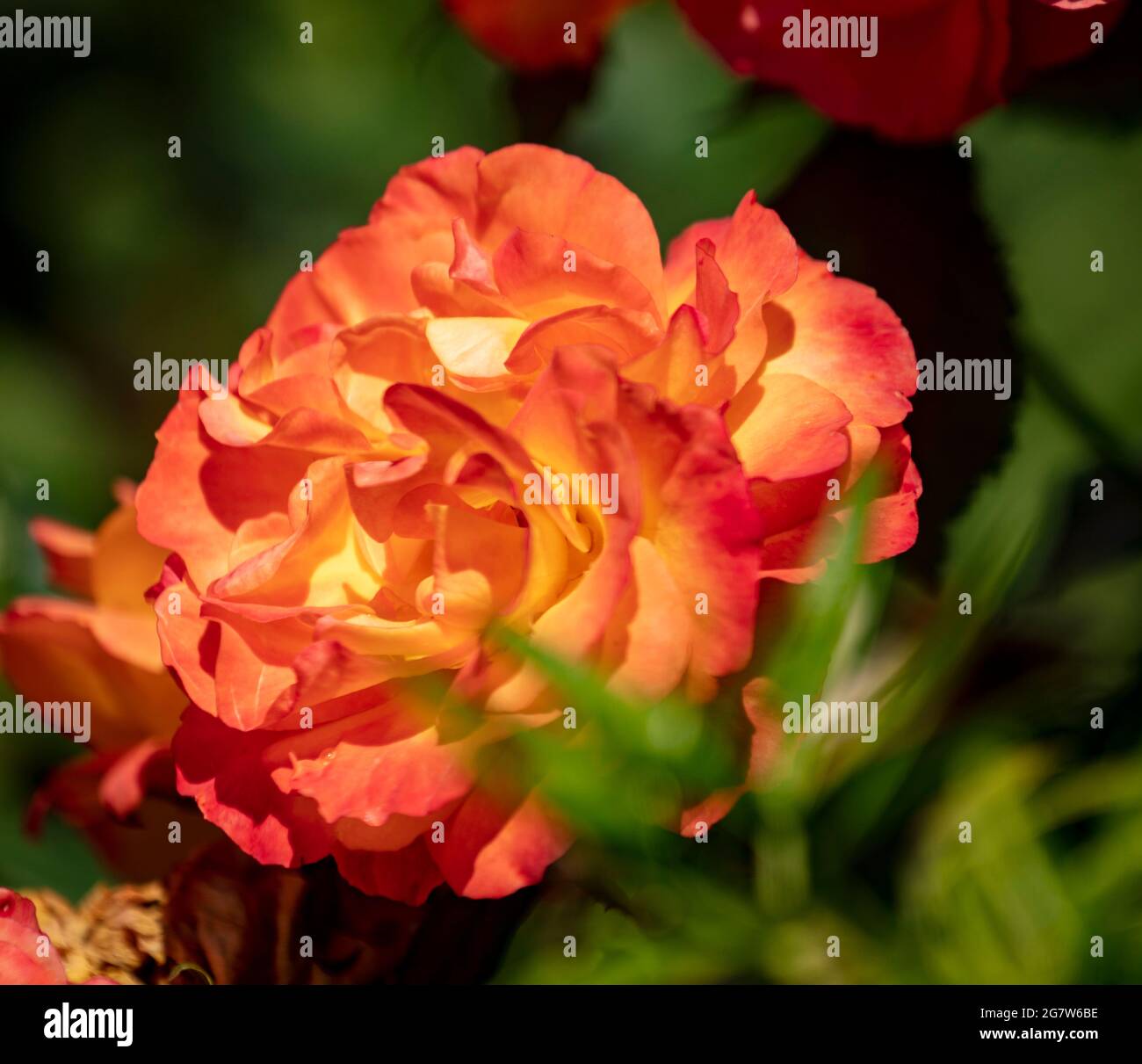 Rosa our jane horengland hi-res stock photography and images - Alamy