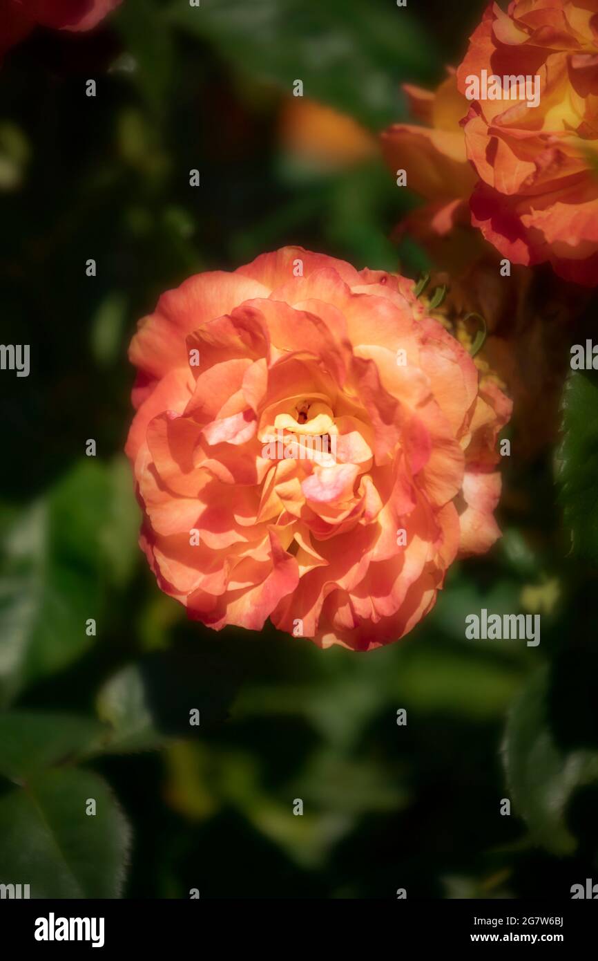 Rosa our jane horengland hi-res stock photography and images - Alamy