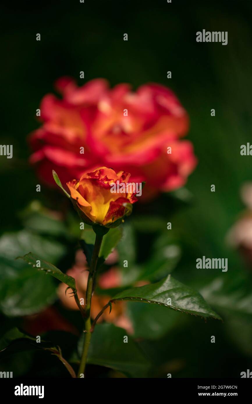 Rosa our jane horengland hi-res stock photography and images - Alamy