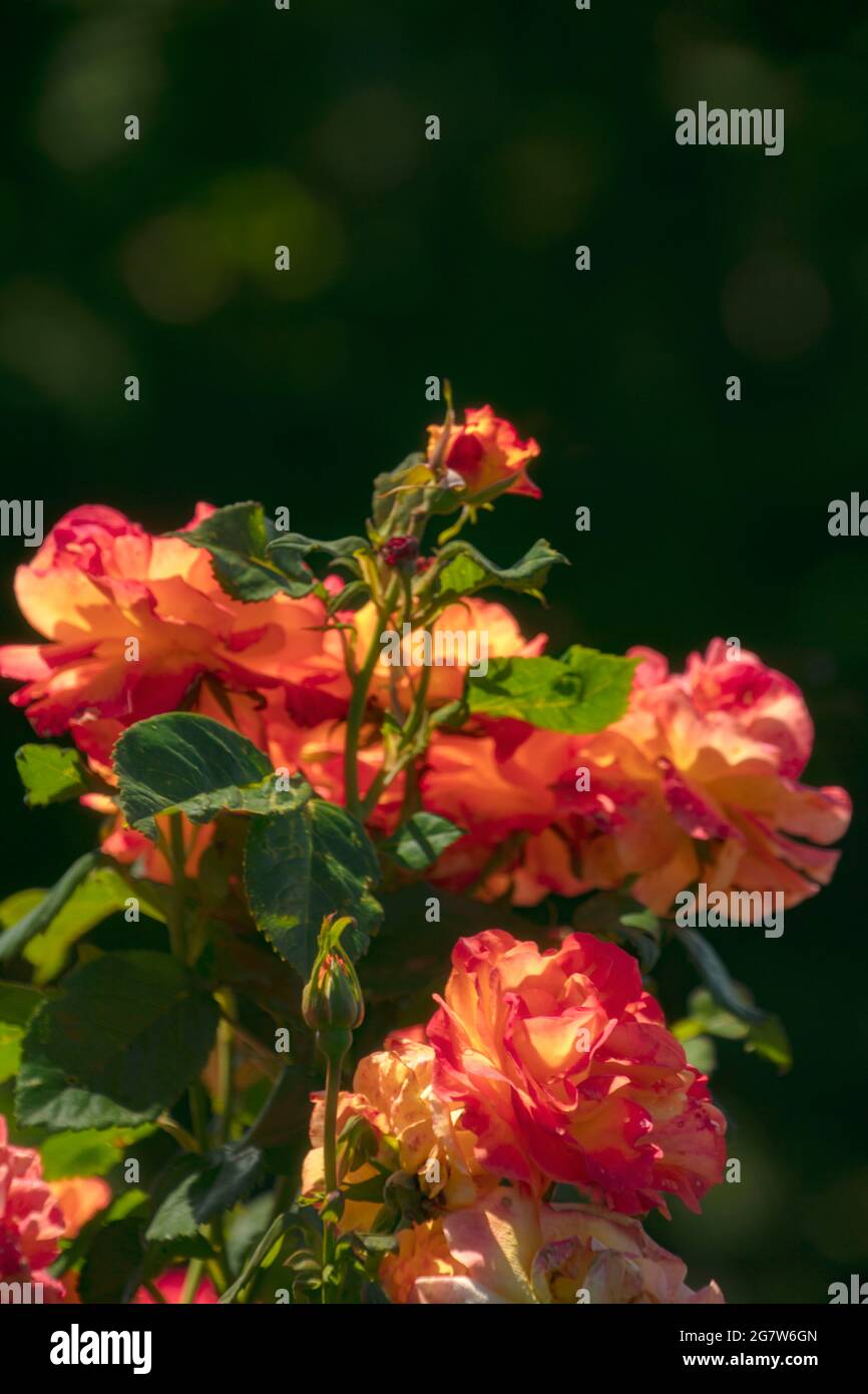 Rosa our jane horengland hi-res stock photography and images - Alamy