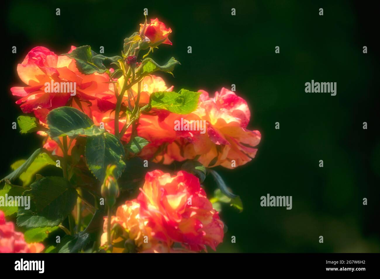 Rosa our jane horengland hi-res stock photography and images - Alamy