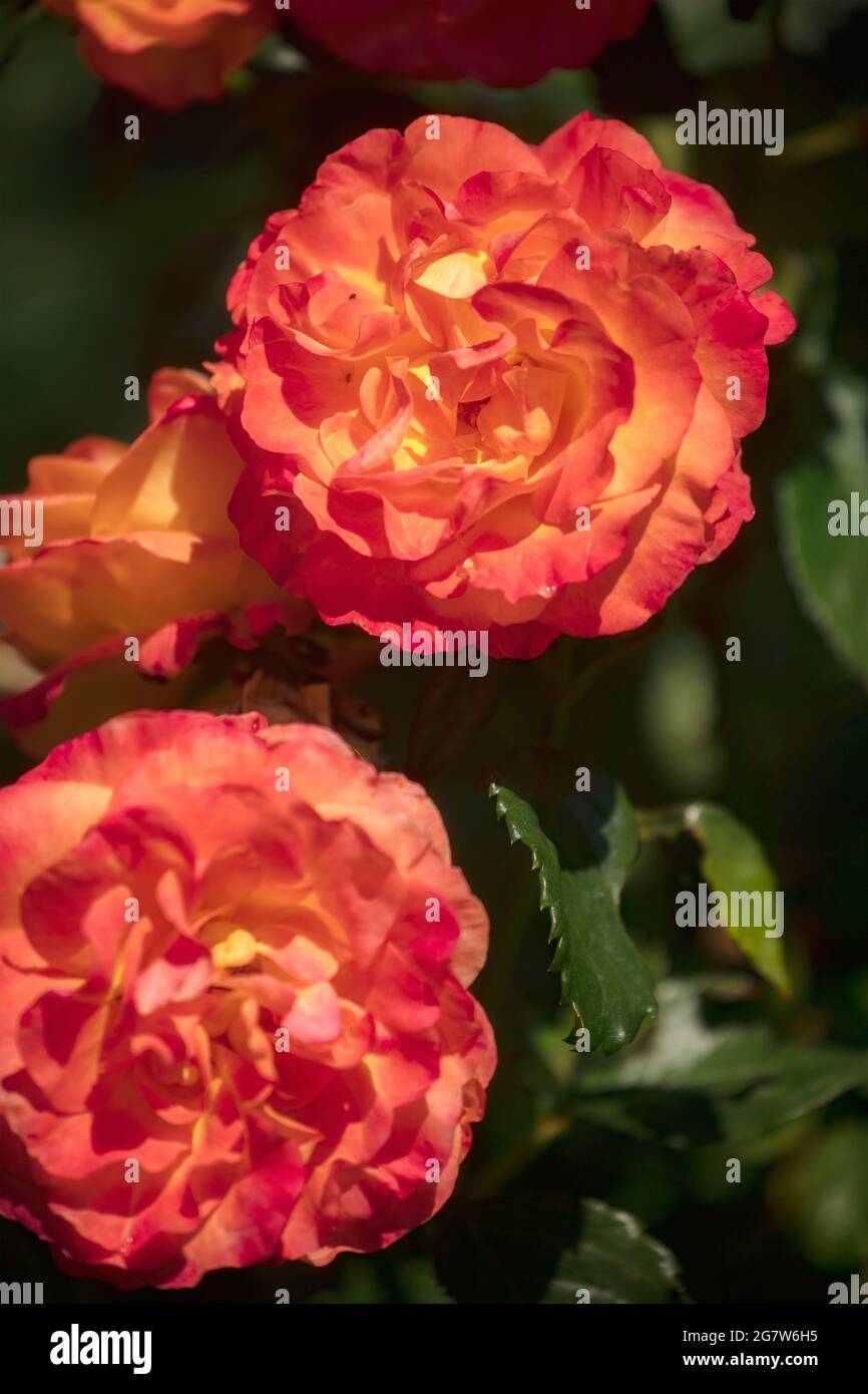 Rosa our jane horengland hi-res stock photography and images - Alamy