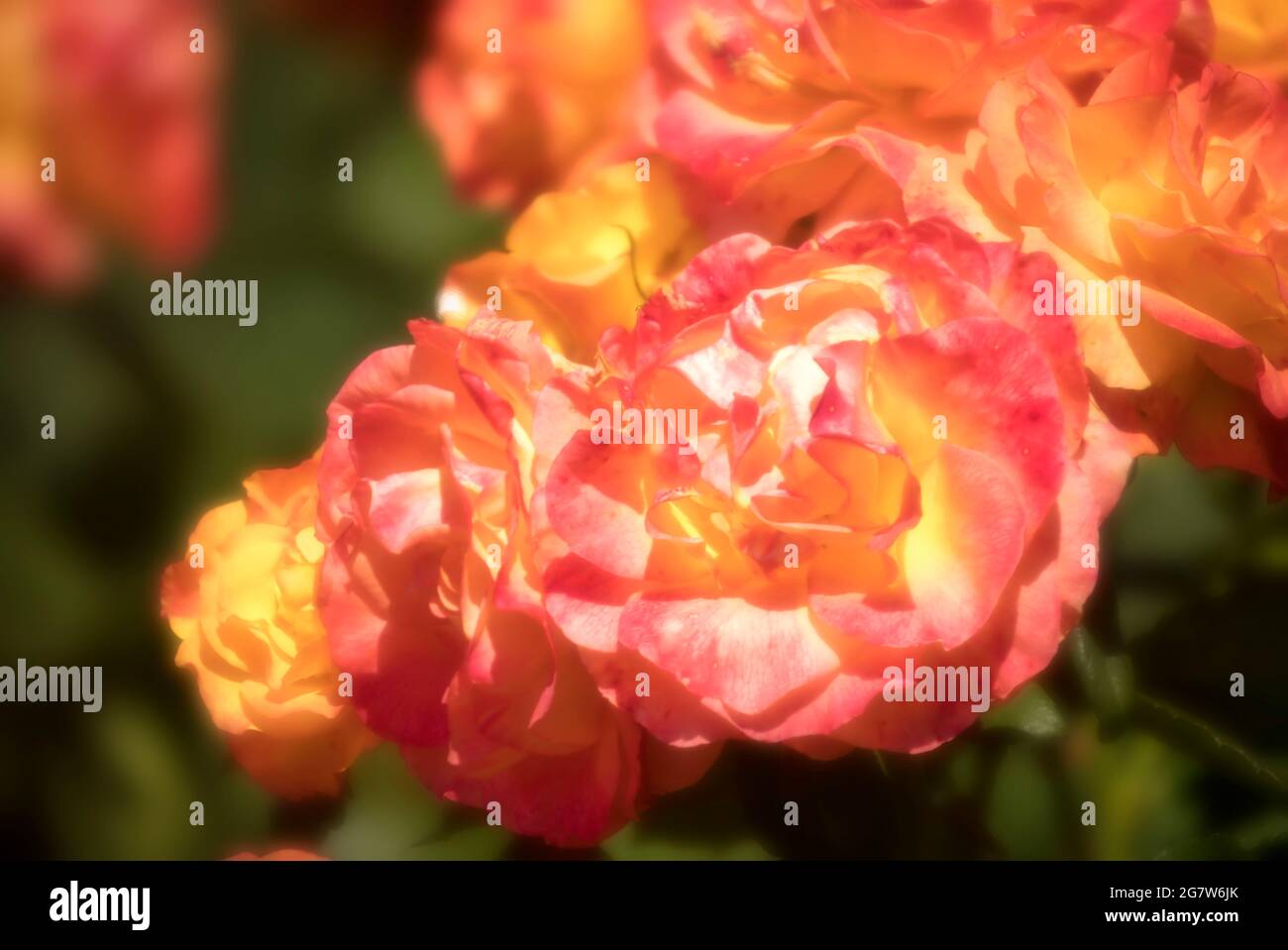 Rosa our jane horengland hi-res stock photography and images - Alamy