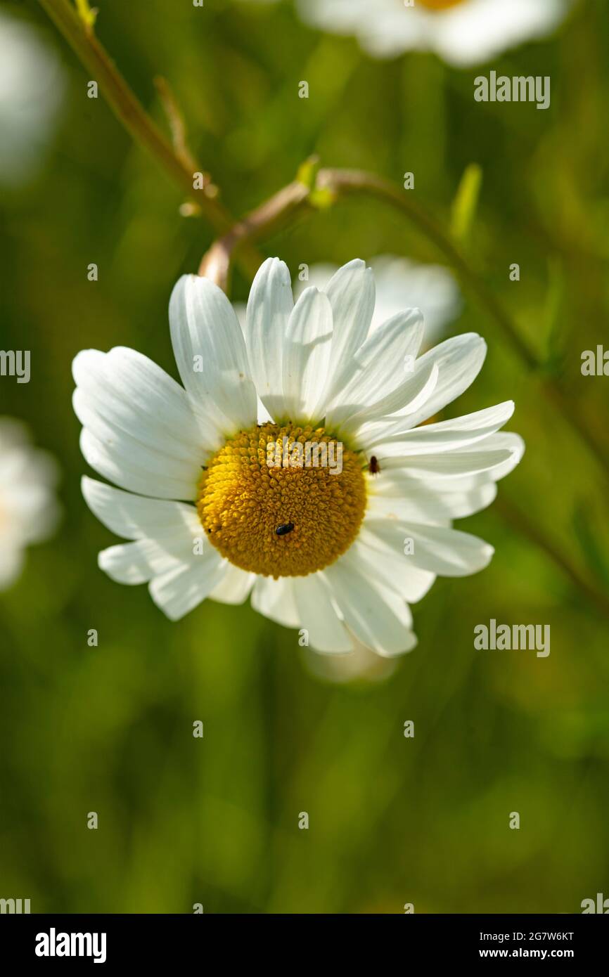 Leucanthemum vulgare, ox-eye daisy, oxeye daisy, dog daisy, flowering ...