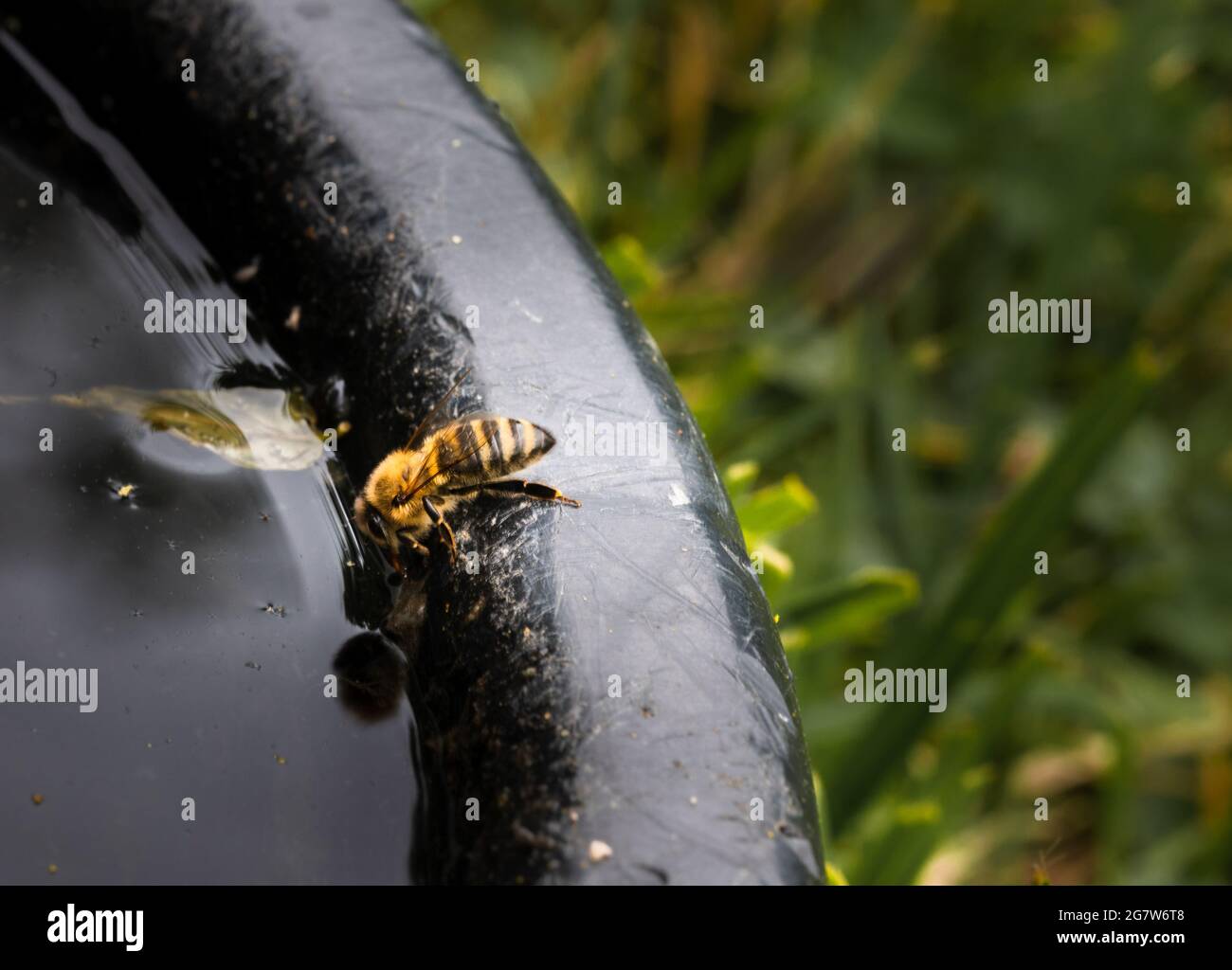 Honey Bee Drinking Water out of Bucket Stock Photo - Alamy