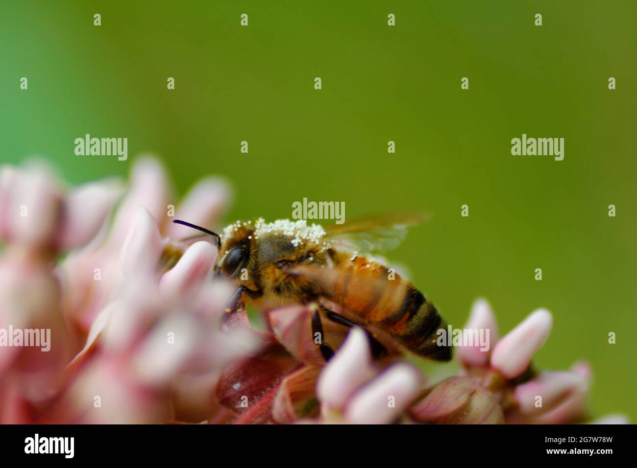 Bee Covered with Pollen Feeding on a Milkweed Flowers Stock Photo - Alamy