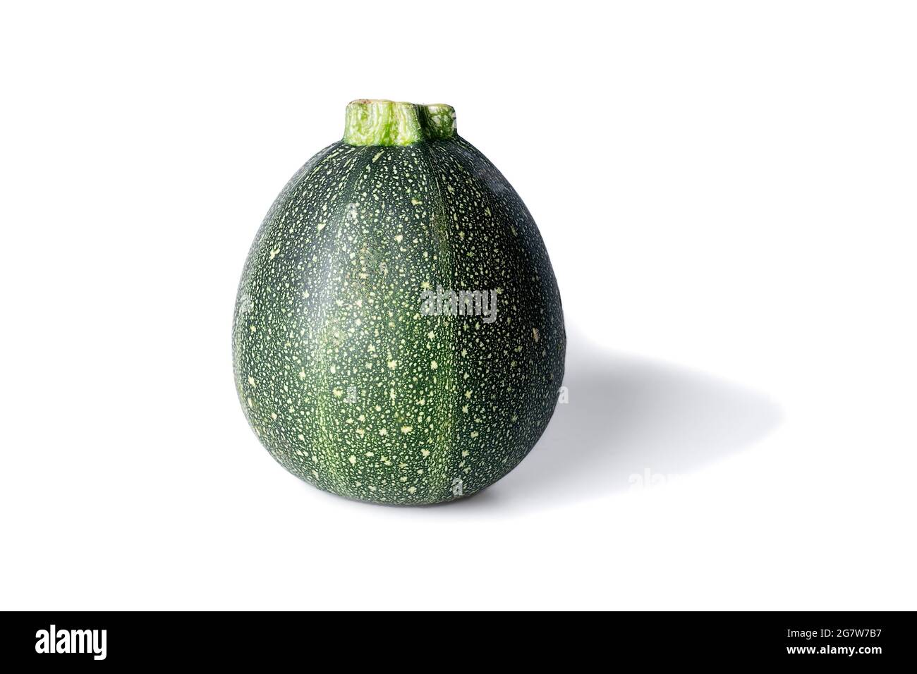 One realistic looking globe or eight ball squash or zucchini or round ...