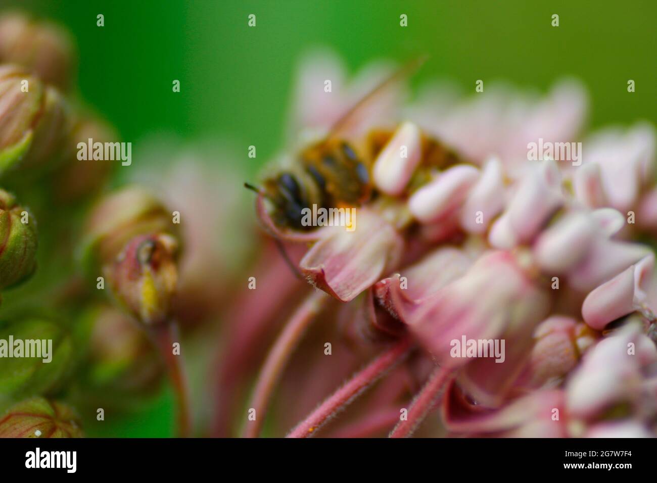 Bee Covered with Pollen Feeding on a Milkweed Flowers Stock Photo - Alamy