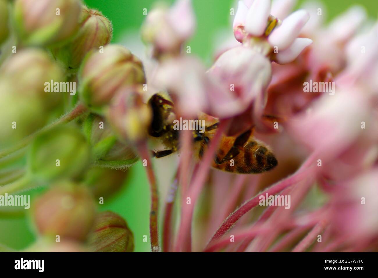 Bee Covered with Pollen Feeding on a Milkweed Flowers Stock Photo - Alamy