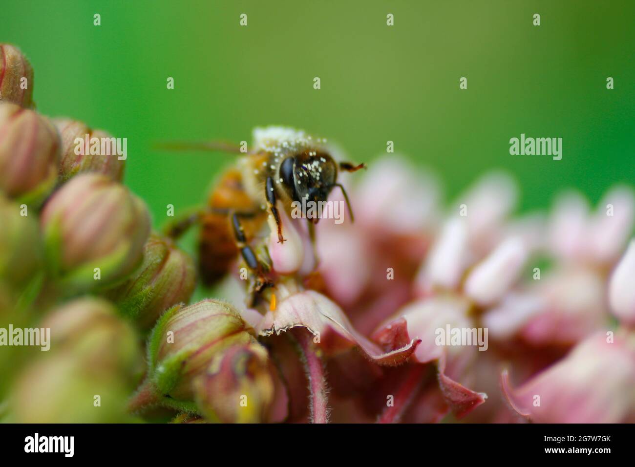 Bee Covered with Pollen Feeding on a Milkweed Flowers Stock Photo - Alamy