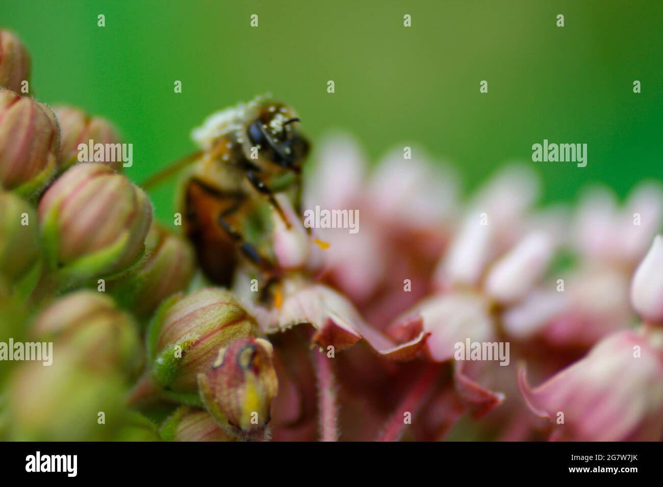 Bee Covered with Pollen Feeding on a Milkweed Flowers Stock Photo - Alamy
