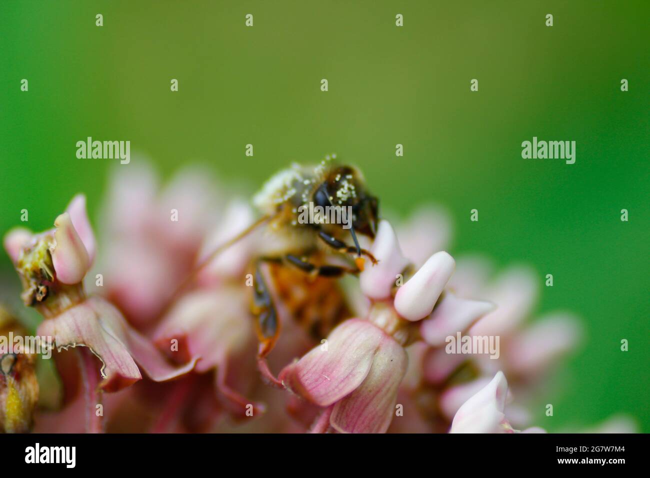 Showy milkweed flower hi-res stock photography and images - Alamy