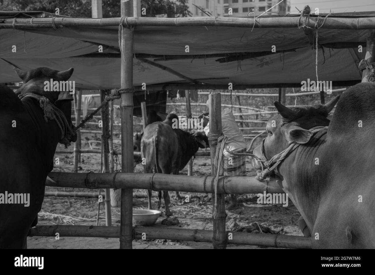 Market barbecue Black and White Stock Photos & Images - Alamy