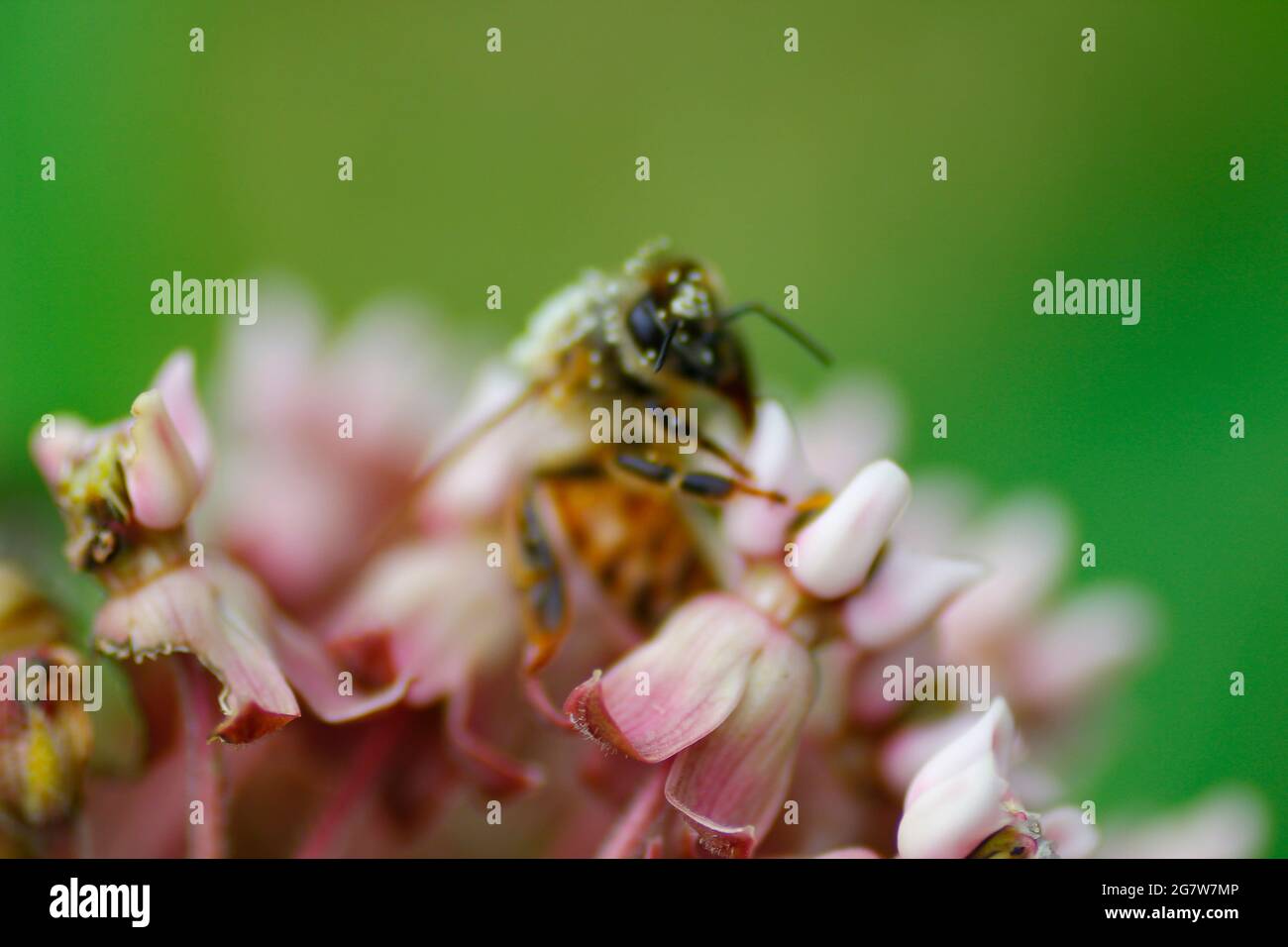 Showy milkweed flower hi-res stock photography and images - Alamy