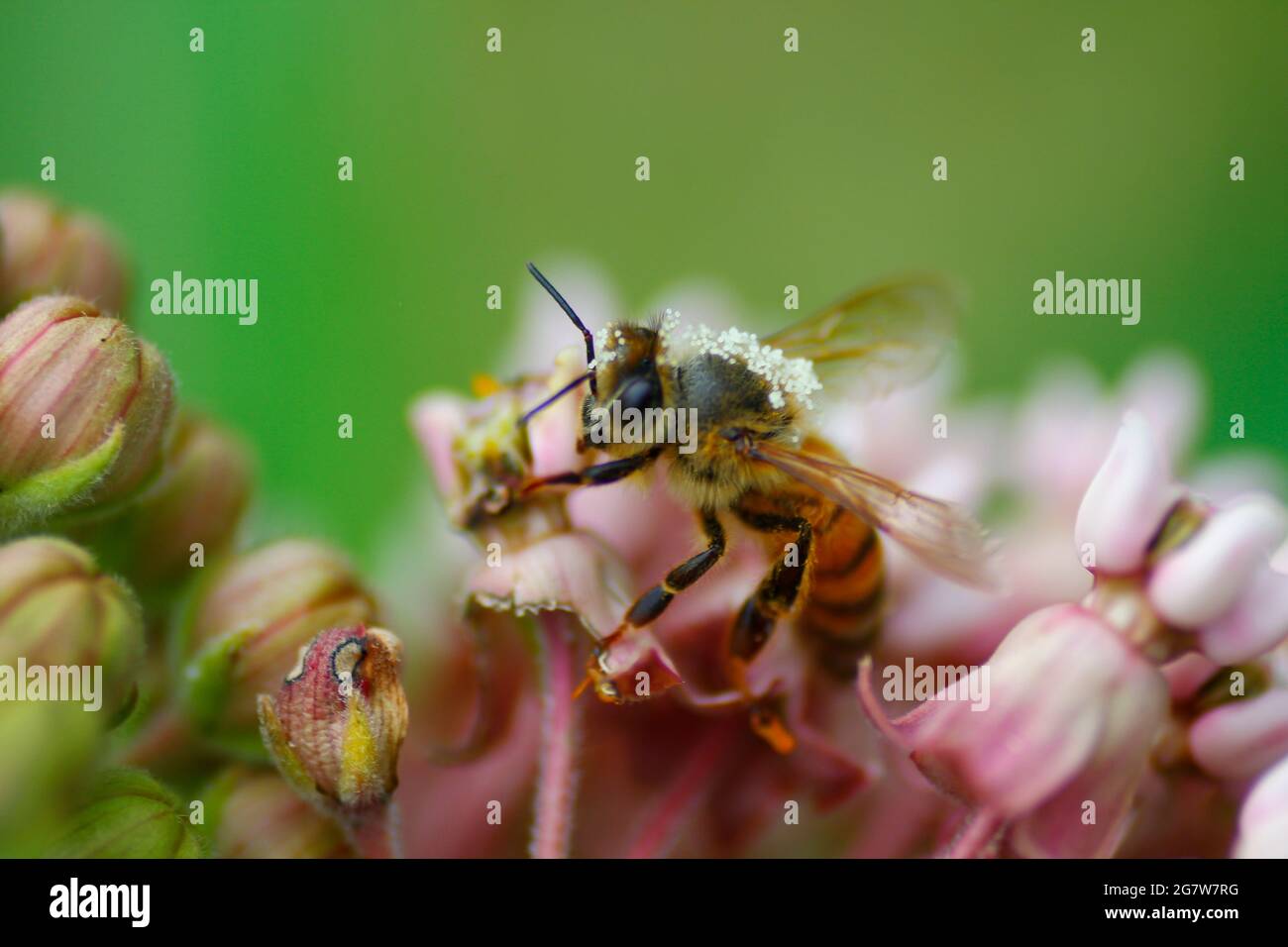 Bee Covered with Pollen Feeding on a Milkweed Flowers Stock Photo - Alamy